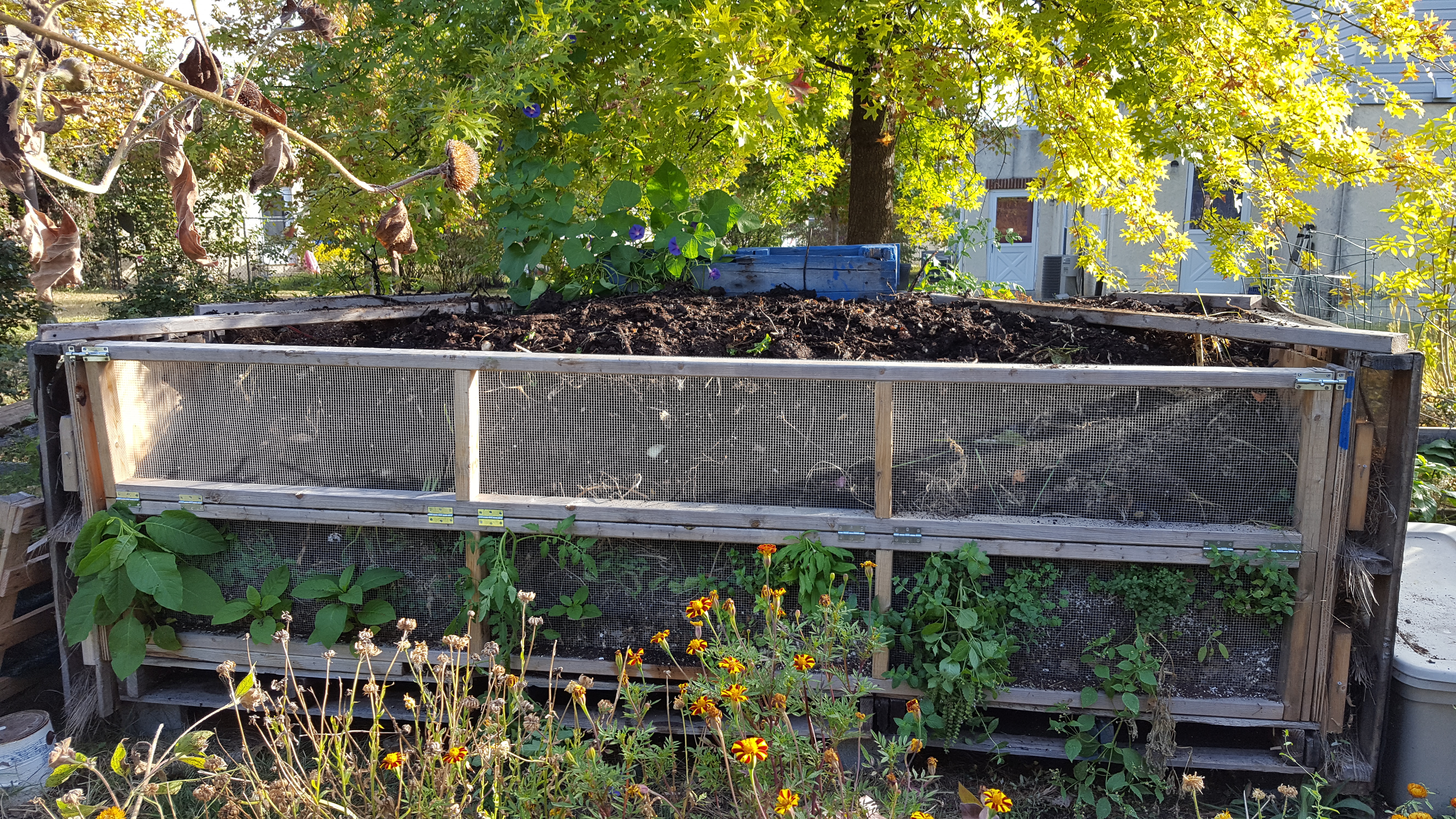 Vermicompost bin – semi-finished compost, red wigglers | Circle Compost ...